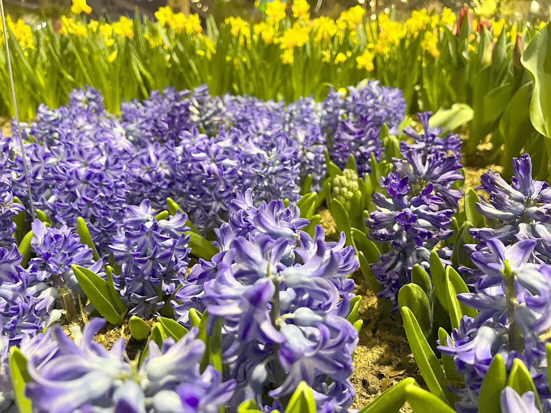 The beauty and aroma: Your garden can smell as good as it looks | News ...